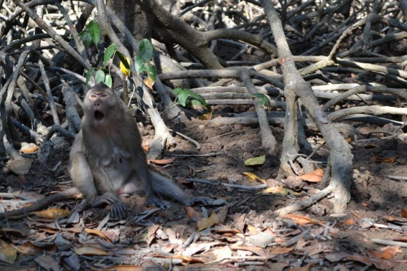 From Ho Chi Minh City: Can Gio Mangrove Guided Forest Tour - Practical Tips