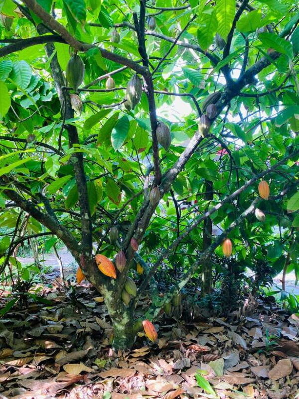 From Ho Chi Minh City: Less tourist 2D tour Ben Tre-Can Tho - Key Points