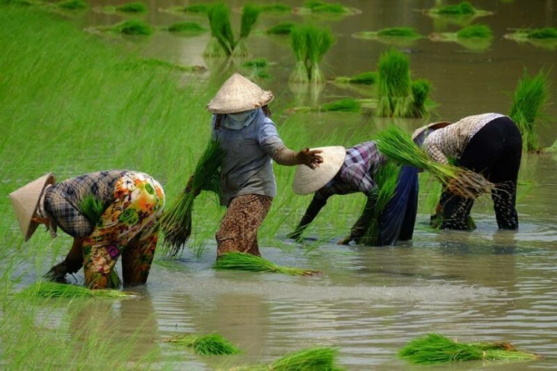 From Ho Chi Minh City: Mekong Delta Full-Day Private Tour - Transportation and Group Size