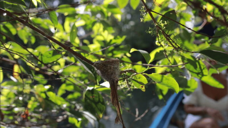 From Ho Chi Minh: Full Day Floating Market & Nature Reserve - Lunch and Final Stop