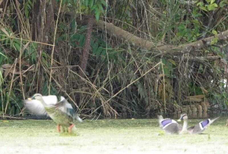 From Ho Chi Minh: Mekong Delta 3-Day Tour with Tra Su Forest - FAQ