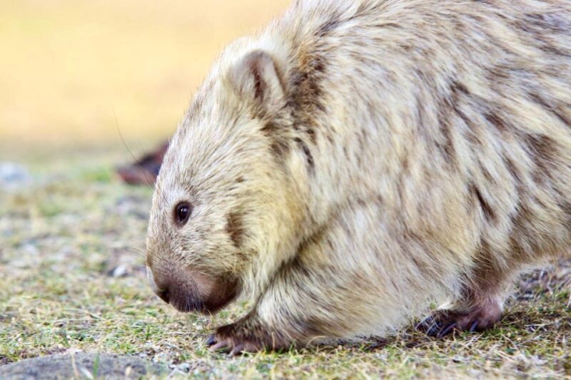 From Hobart: Day Tour to Maria Island with Bus Connection - Why This Tour Is a Solid Choice