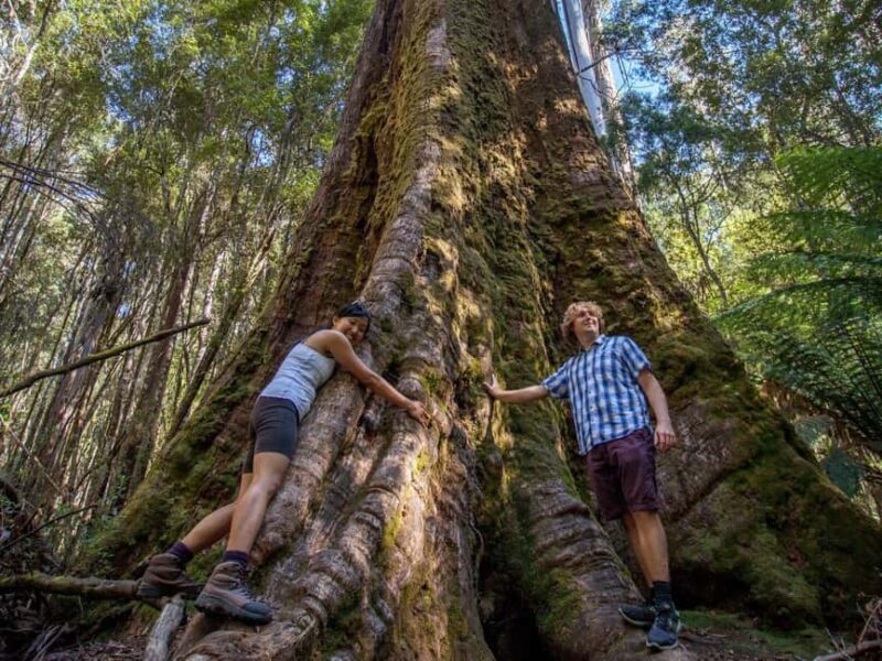 From Hobart: Mt. Field, Mt. Wellington and Wildlife Day Tour - Who Will Love This Tour?