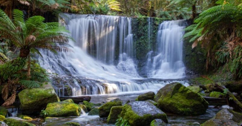 From Hobart: Mt. Field National Park and Russell Falls - From Hobart: Mt. Field National Park and Russell Falls - A Detailed Review