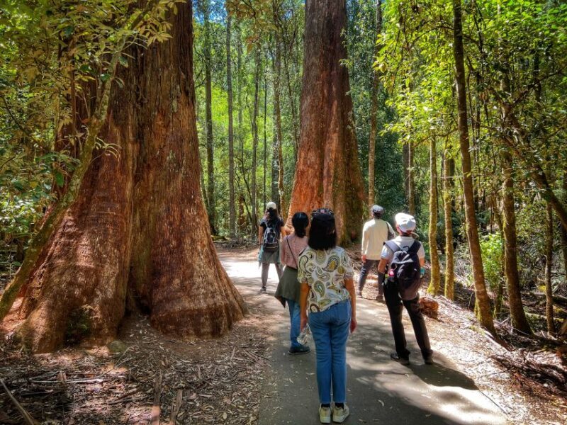 From Hobart: Mt. Field National Park and Russell Falls - Terrific Trek Through the Forests