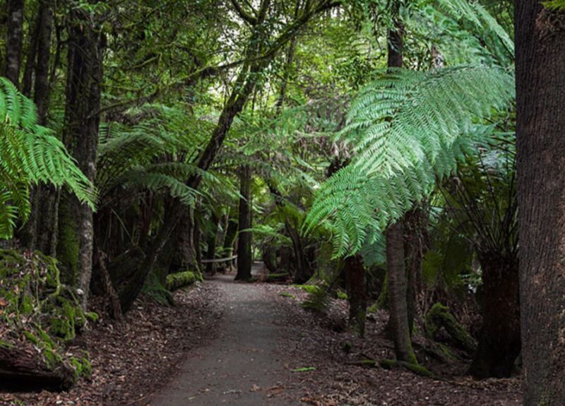From Hobart: Mt. Field National Park and Russell Falls - Who Will Love This Tour?