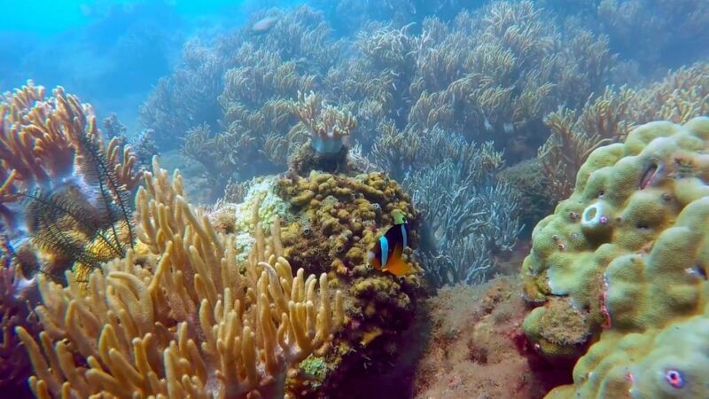 From Hoi An/ Da Nang: Swimming & Snorkeling In Cham Islands - The Practicalities & Value