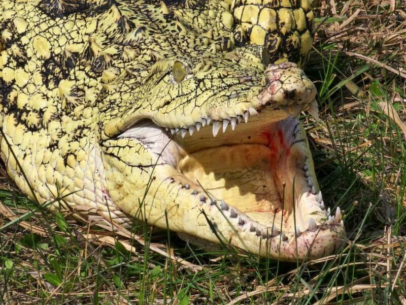 From Houston: Crocodile Encounter Entry Ticket - The Value of the Experience