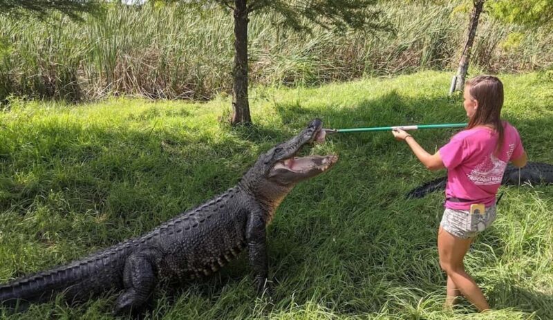 From Houston: Crocodile Encounter Entry Ticket - Authentic Visitor Perspectives
