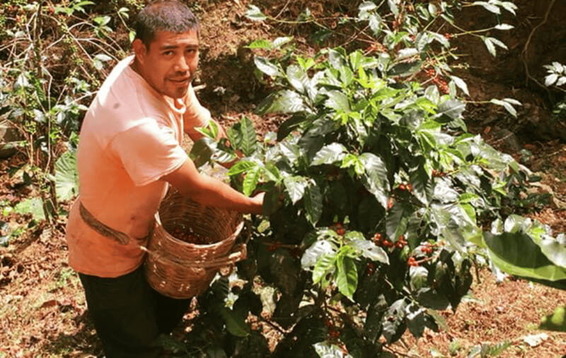 From Huatulco: Coffee and Mezcal Tour - The Sum Up: Why This Tour Stands Out