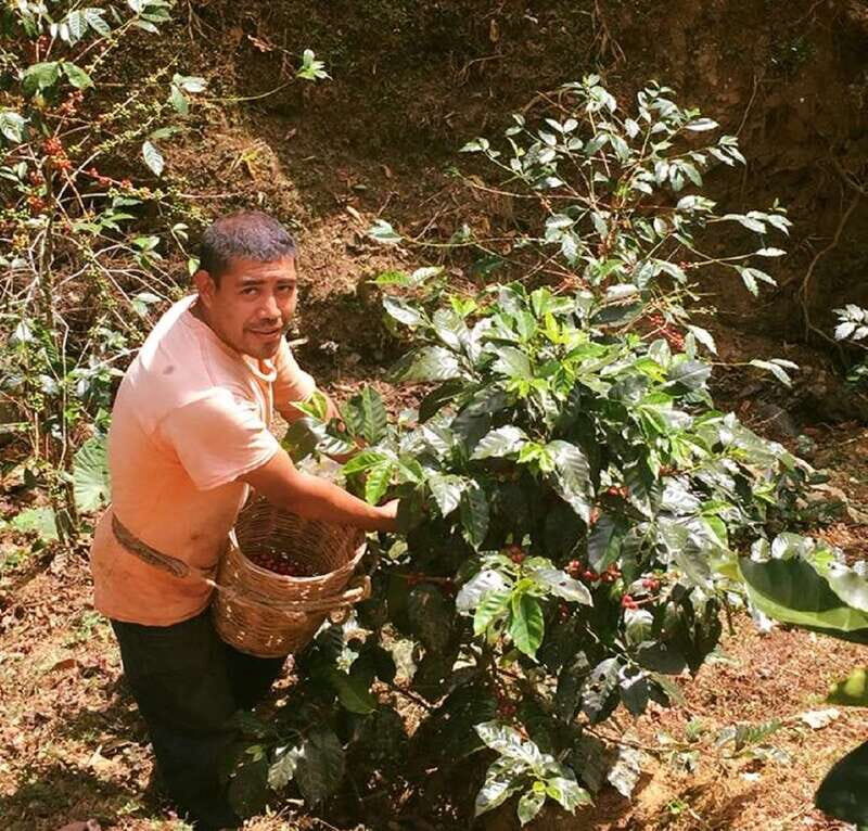 From Huatulco: Coffee Private Experience - Introduction: A Unique Day in Oaxaca’s Coffee Heartland