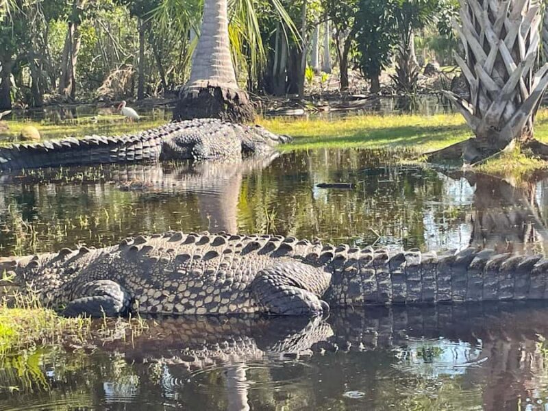 From Huatulco: Crocodiles and Turtles Eco Day-Tour - Practicalities & Tips for Travelers