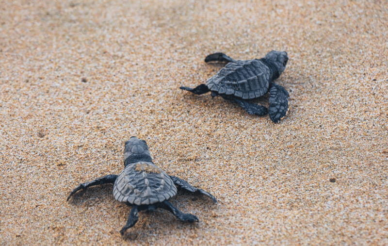 From Huatulco: Crocodiles and Turtles Eco Tour - Final Thoughts