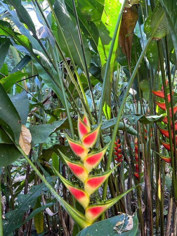 From Huatulco: Exotic garden on an ecotourism ranch and a visit to a viewpoint - The Sum Up