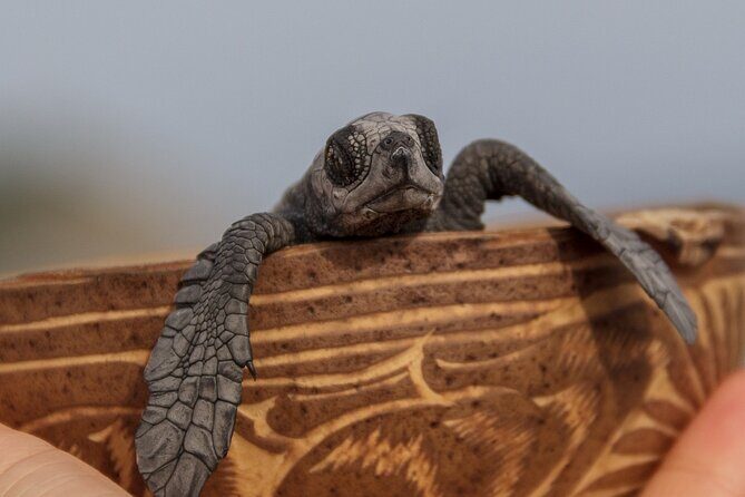 From Huatulco: Turtle Release & Bioluminescence - A Closer Look at the Itinerary and Experience