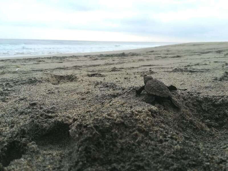 From Huatulco: Turtle Release & Bioluminescent Plankton - Detailed Review: Connecting with Nature in Oaxaca from Huatulco