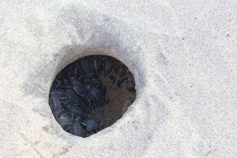 From Huatulco: Turtle Release & Bioluminescent Plankton - Who Will Love This Experience