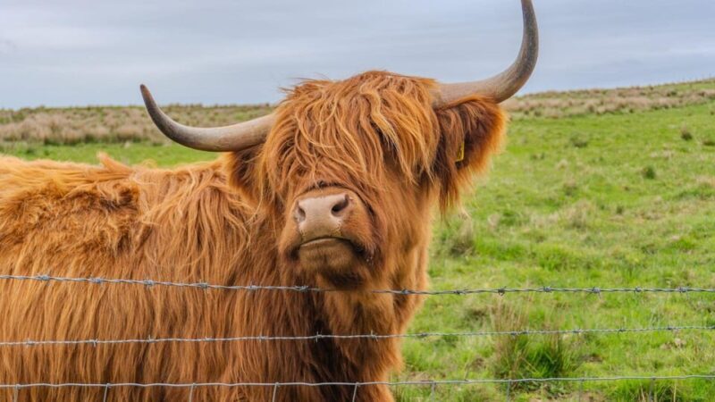 From Inverness: Cawdor Castle and Cairngorms National Park - An Honest Look at the Tour Experience