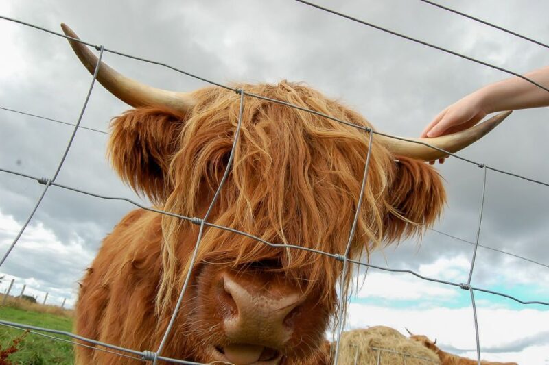 From Inverness: Isle of Skye and Fairy Pools Day Trip - Final Thoughts