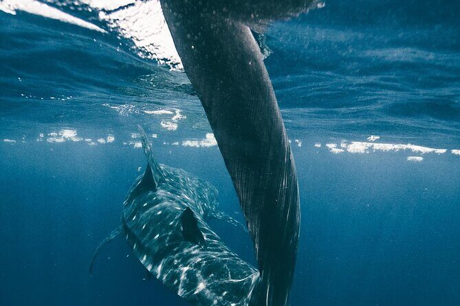 From Isla Mujeres/Riviera Maya: Swim with whale sharks!! - Why This Tour Is Perfect for You