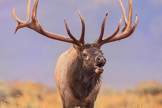 From Jackson: Full-day Grand Teton Wildlife and Scenery Tour with Lunch - Cancellation Policy and Practicalities