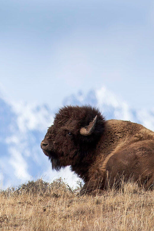 From Jackson: Grand Teton Sunset and Sightseeing Tour - What Makes This Tour Stand Out?