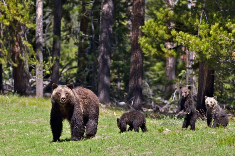 From Jackson: Grand Teton Sunset and Sightseeing Tour - Evaluating the Price and Overall Value