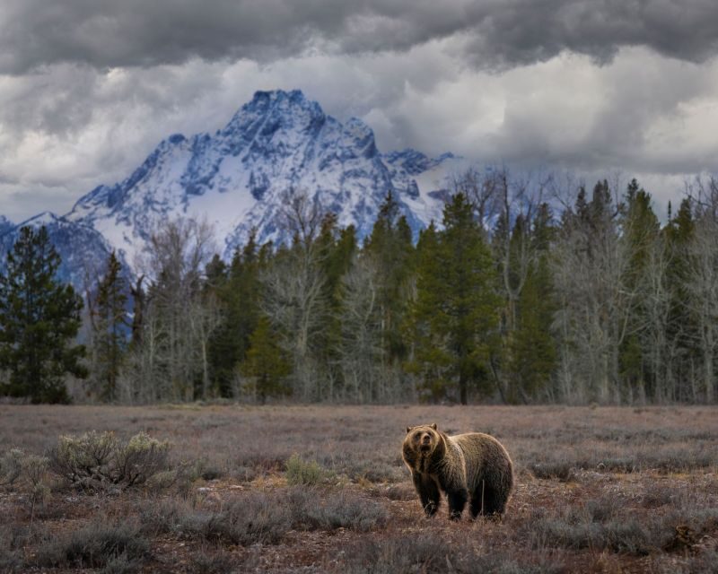 From Jackson: Grand Teton Wildlife & Scenery Tour with Lunch - The Cost and Value