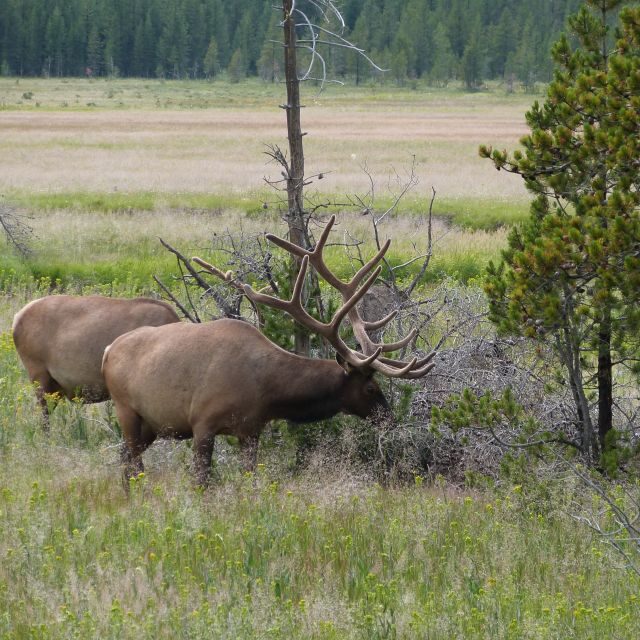 From Jackson: Half-Day Grand Teton National Park Tour - How Does the Tour Handle the Practicalities?