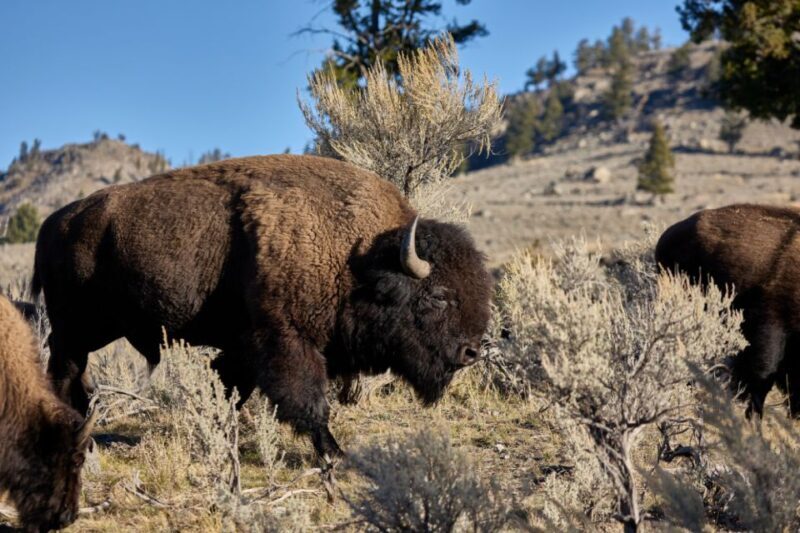 From Jackson: Half-Day Grand Teton National Park Tour - What Are the Downsides?