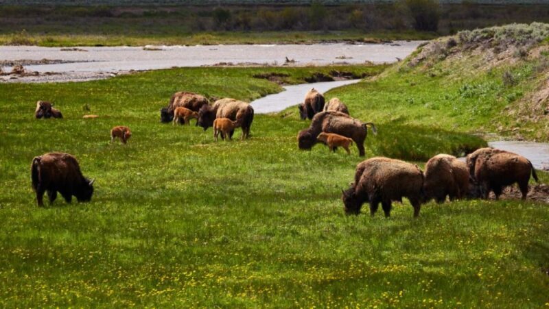 From Jackson: Half-Day Grand Teton National Park Tour - Final Thoughts: Who Is This Tour Best For?