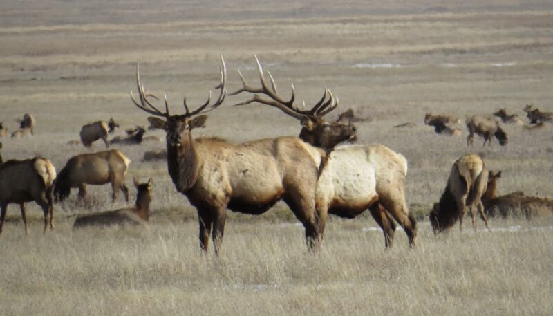 From Jackson Hole: Grand Teton National Park Sunrise Tour - FAQ