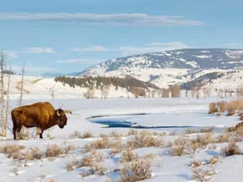 From Jackson: Yellowstone Grand Canyon Snowmobile Tour - The Fine Points