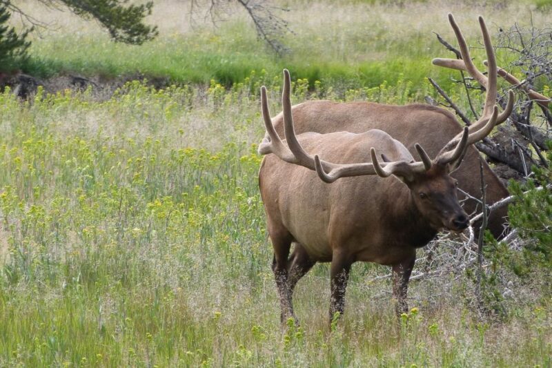 From Jackson: Yellowstone National Park Day Trip with Lunch - Who Is This Tour Best For?