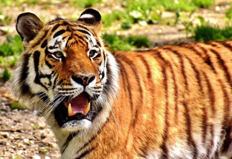 From Jaipur: 2-Day Ranthambore Tiger Safari Tours India - A Genuine Look at the Ranthambore Tiger Safari Experience
