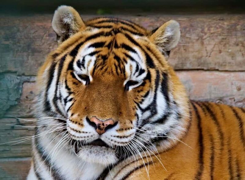 From Jaipur: 2-Day Ranthambore Tiger Safari Tours India - Final Thoughts