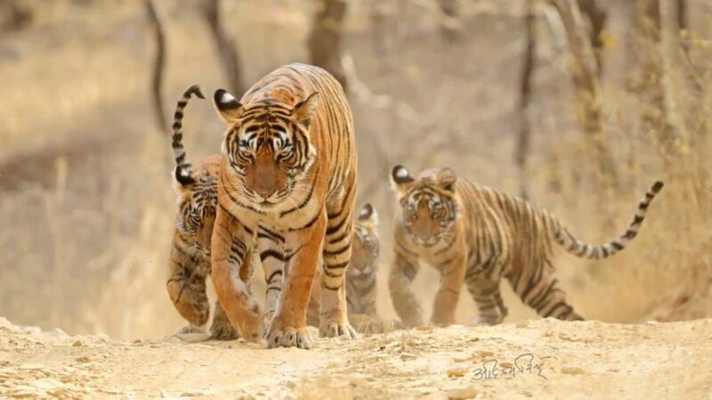 From Jaipur: 2-Day Ranthambore Tiger Safari with transfers - The Experience: What You Can Expect on This 2-Day Safari