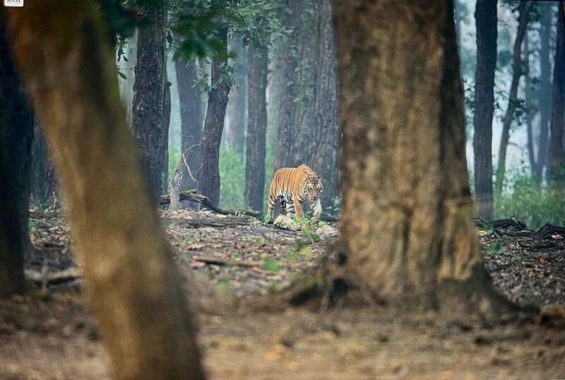 From Jaipur: 2-Day Ranthambore Tiger Safari with transfers - The Itinerary: A Closer Look