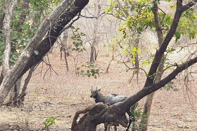 From Jaipur: 2 Day Ranthambore Tiger Safari with Transfers - Key Points