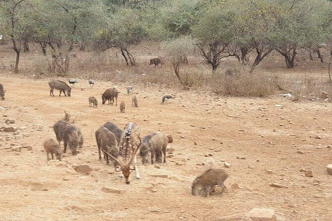 From Jaipur: 2 Day Ranthambore Tiger Safari with Transfers - Why the Price Reflects Good Value