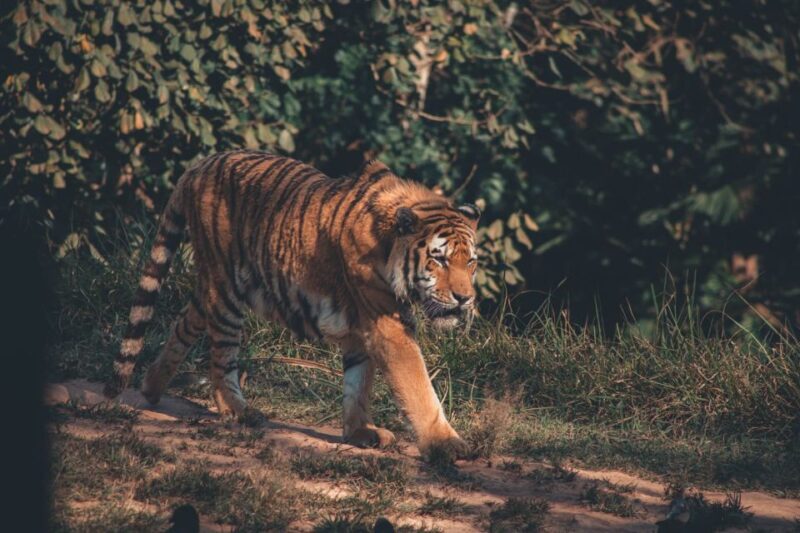 From Jaipur: 2 Days 1 Night Ranthambore Tiger Safari Tour - The Itinerary Breakdown: What You Can Expect