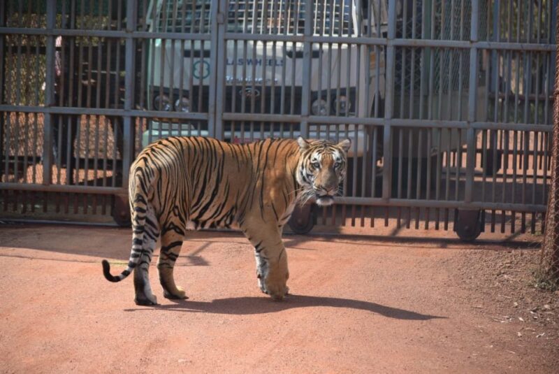 From Jaipur: 2 Days 1 Night Ranthambore Tiger Safari Tour - Who Should Consider This Tour?