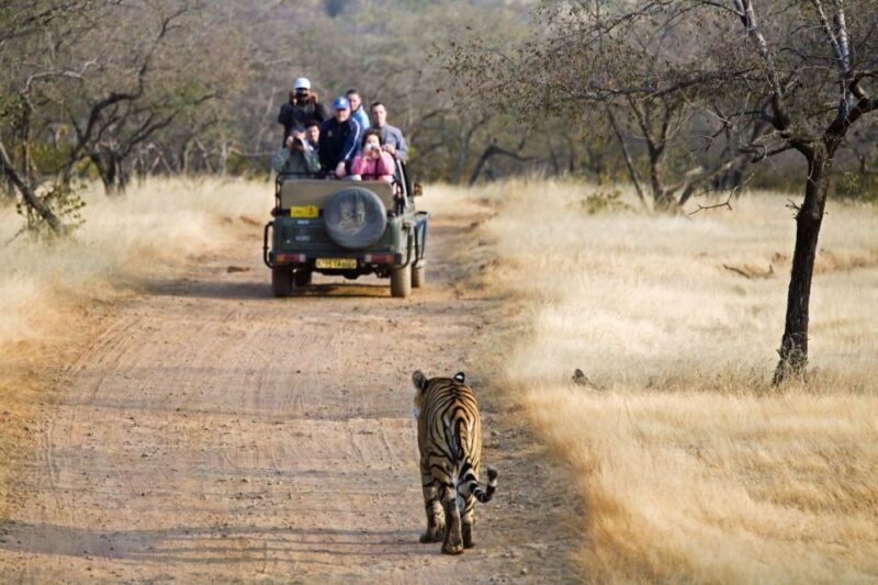 From Jaipur: 2 Days 1 Night Ranthambore Tiger Safari Tour - Final Thoughts: The Value of a Short Wildlife Escape