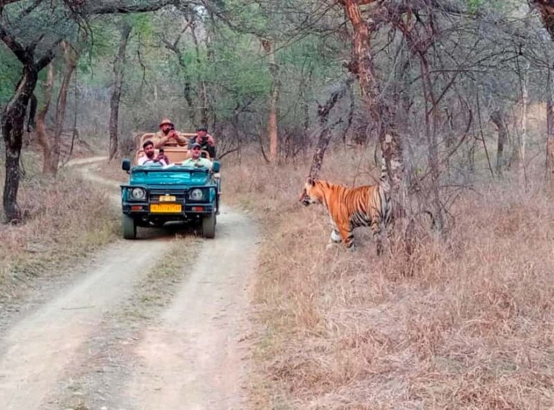 From Jaipur : 2 Days 1 Night Ranthambore Tiger Safari Tour - Key Points