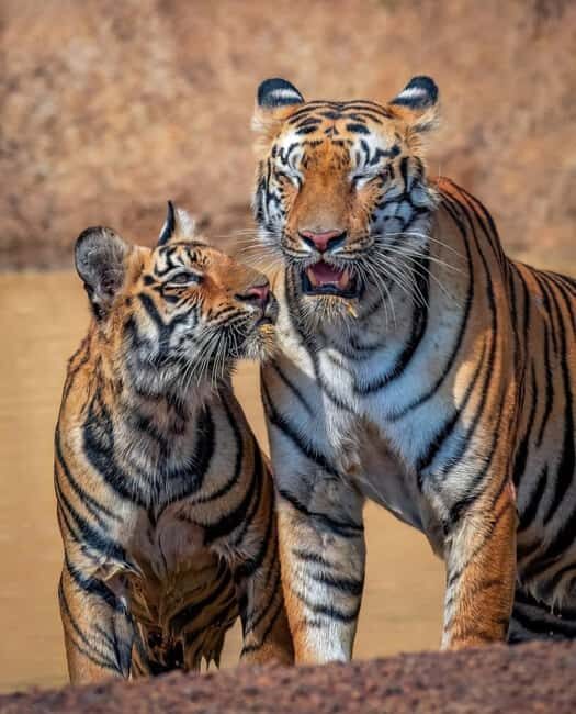 From Jaipur : 2 Days 1 Night Ranthambore Tiger Safari Tour - An In-Depth Look at the Tour Experience