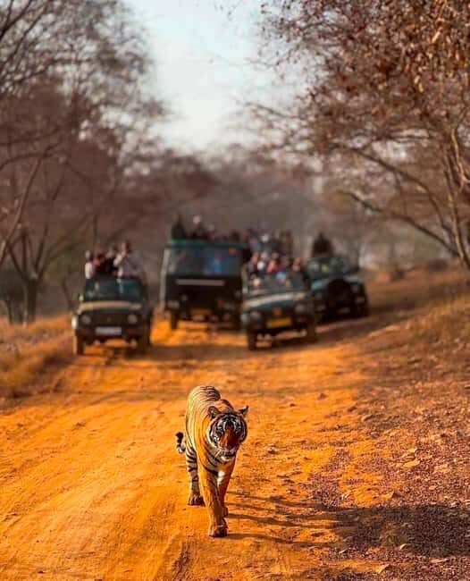 From Jaipur : 2 Days 1 Night Ranthambore Tiger Safari Tour - FAQs