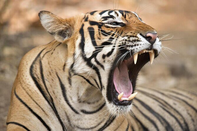 From Jaipur: 2 Days Private Tour of Ranthanbore Tigers Safari - A Closer Look at the 2-Day Ranthambore Safari Tour