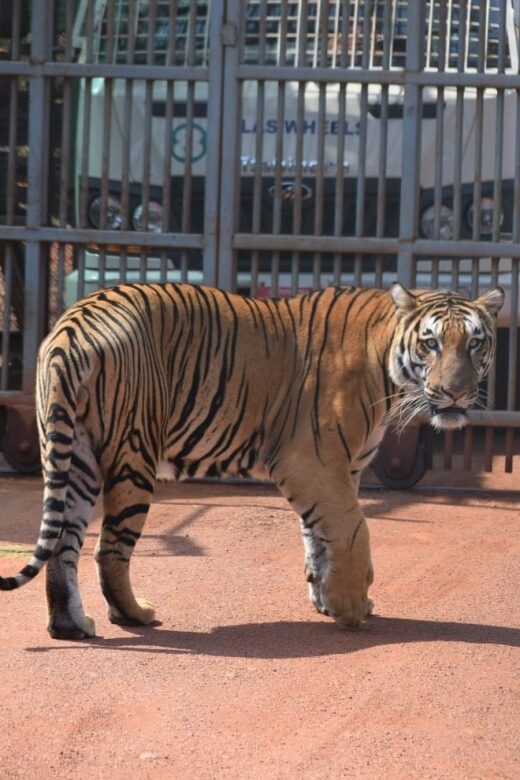 From Jaipur : 2 Days Ranthambore Tiger Safari Tour By Car - Introduction: Is This Tour Right for You?