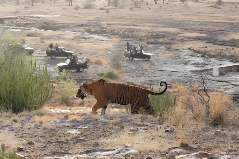 From Jaipur : 2 Days Ranthambore Tiger Safari Tour By Car - Is It Worth the Cost?