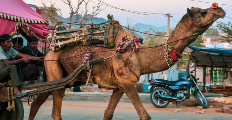 From Jaipur : Ajmer Pushkar Private Tour by Cab with Guide - Key Points: